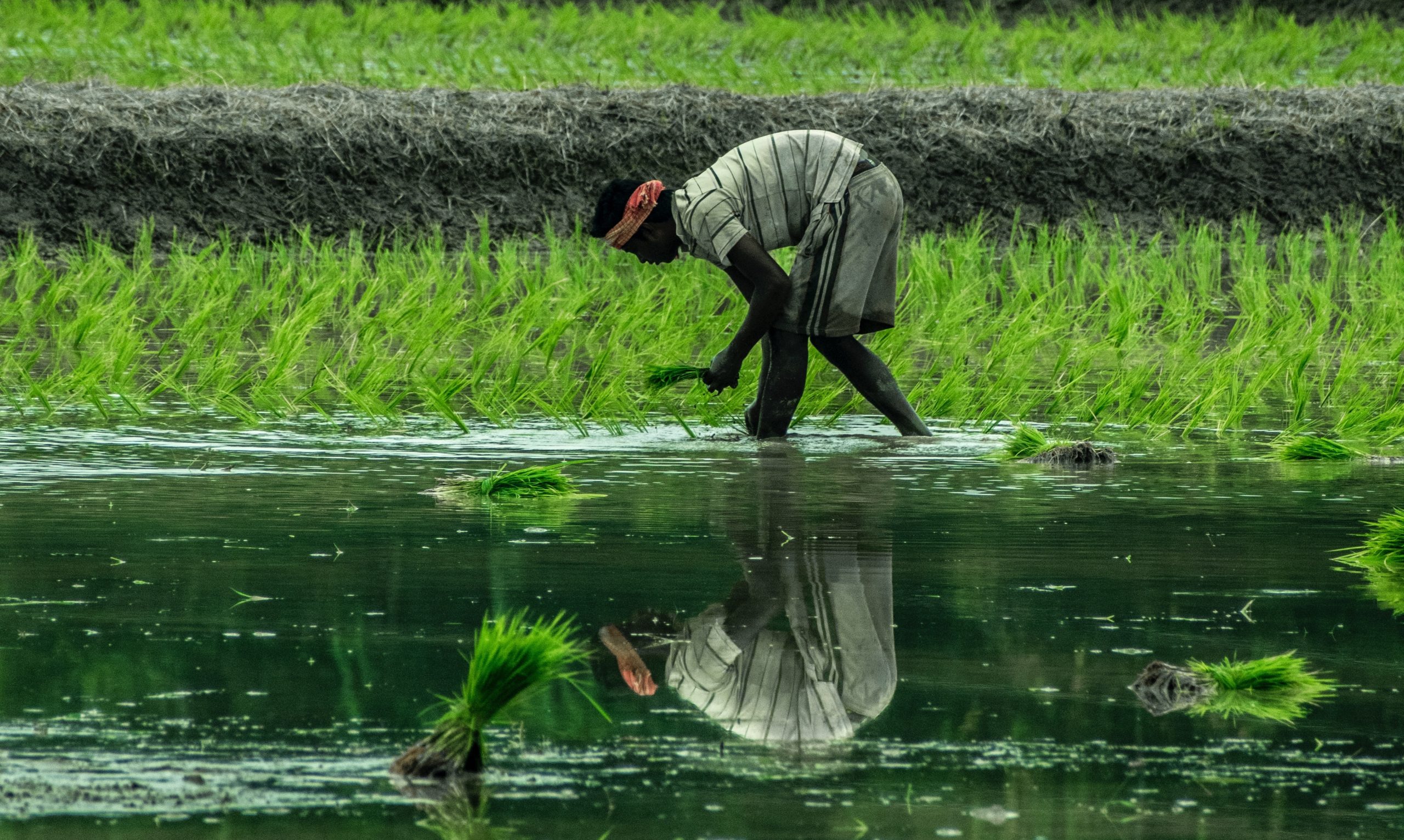 Moving Our Farms to Better Areas Could Help the Climate. But Should We ...