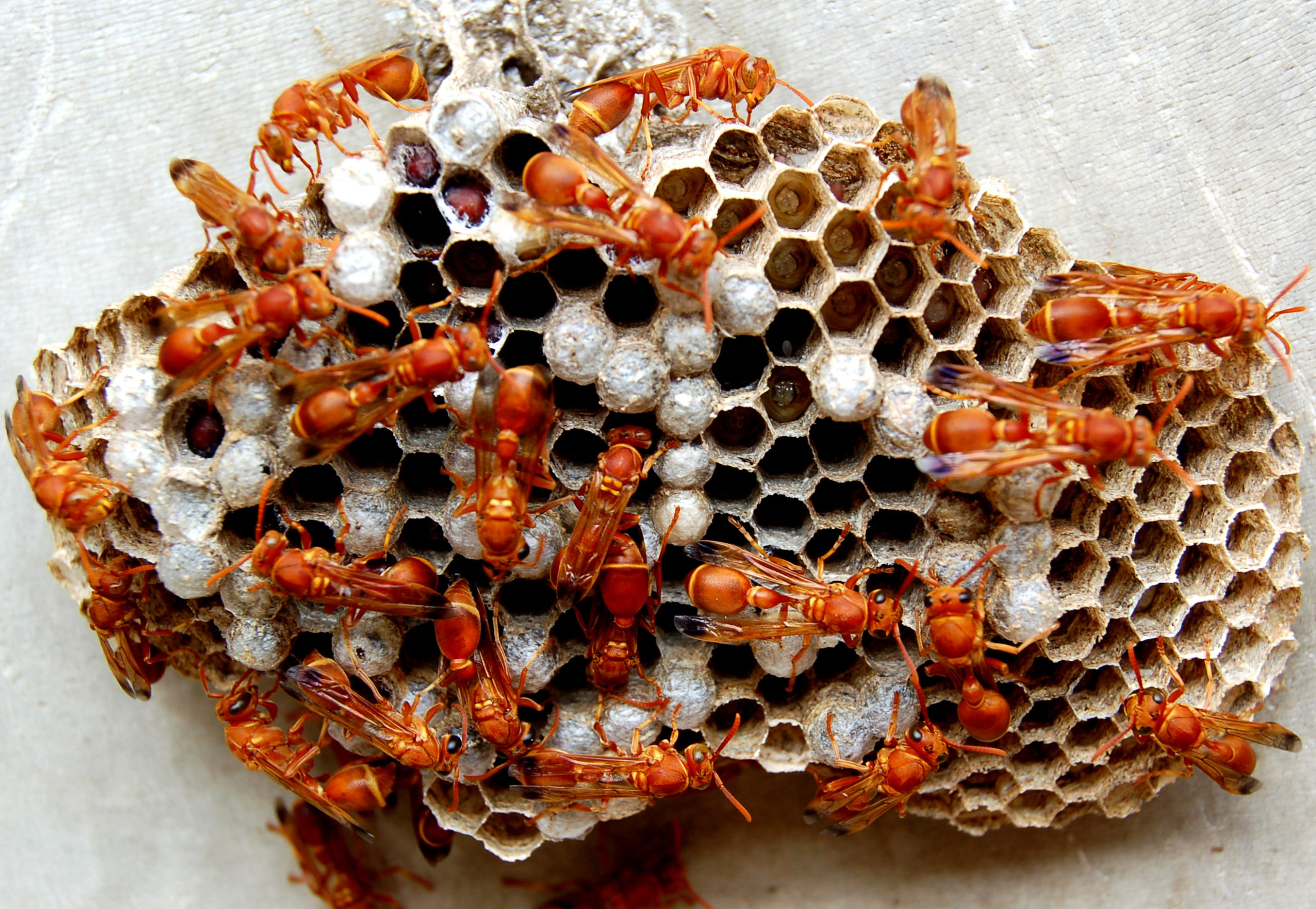 More Fun Than Fun: The Wasp Who Would Be Queen – The Wire Science