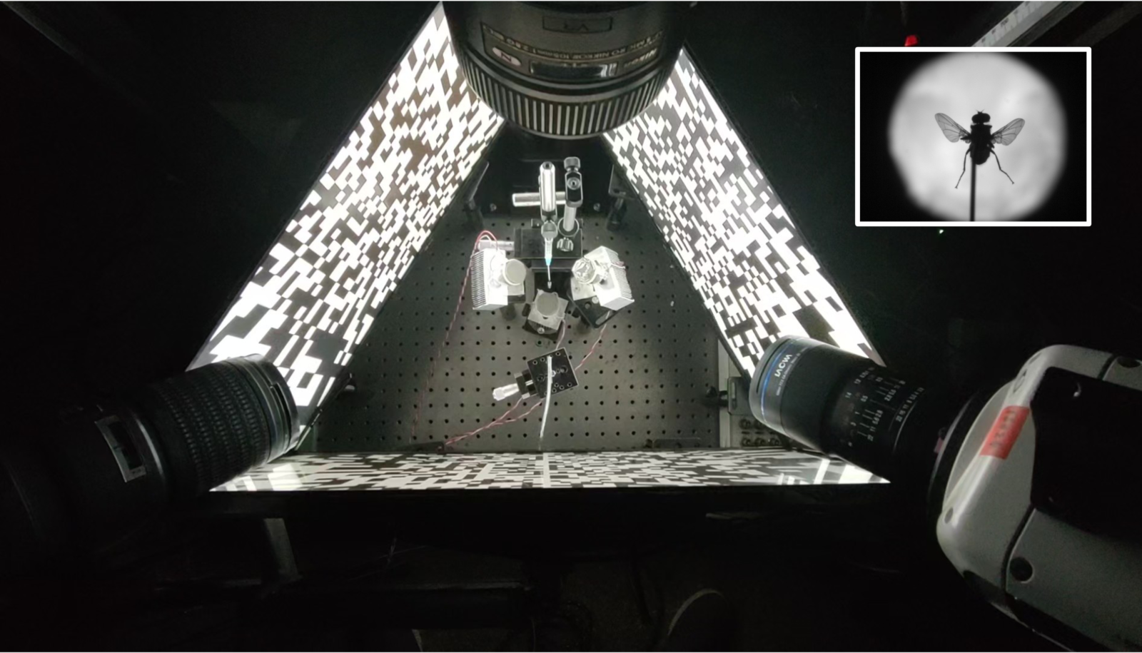 More Fun Than Fun: The Fly in The Room – The Wire Science