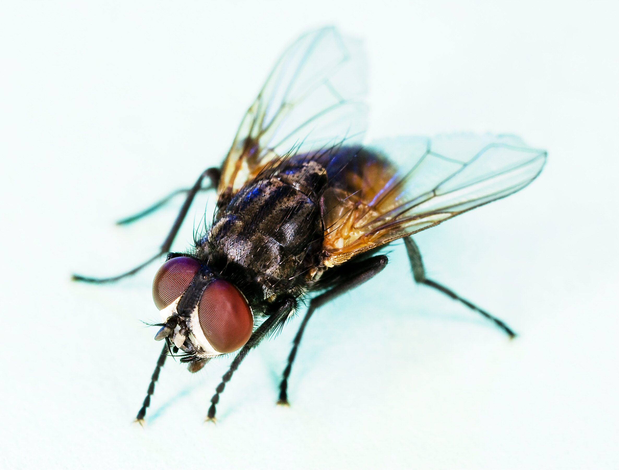 More Fun Than Fun: The Fly in The Room – The Wire Science