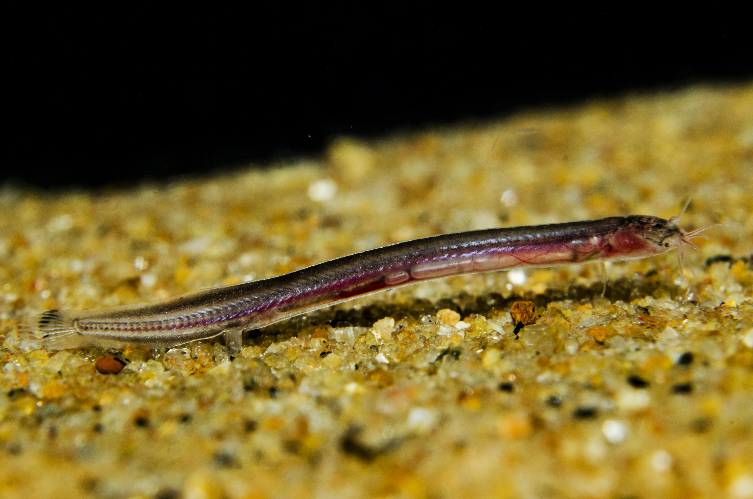 To Find the Fish, Find the People: How Scientists Came Upon the Pathala ...