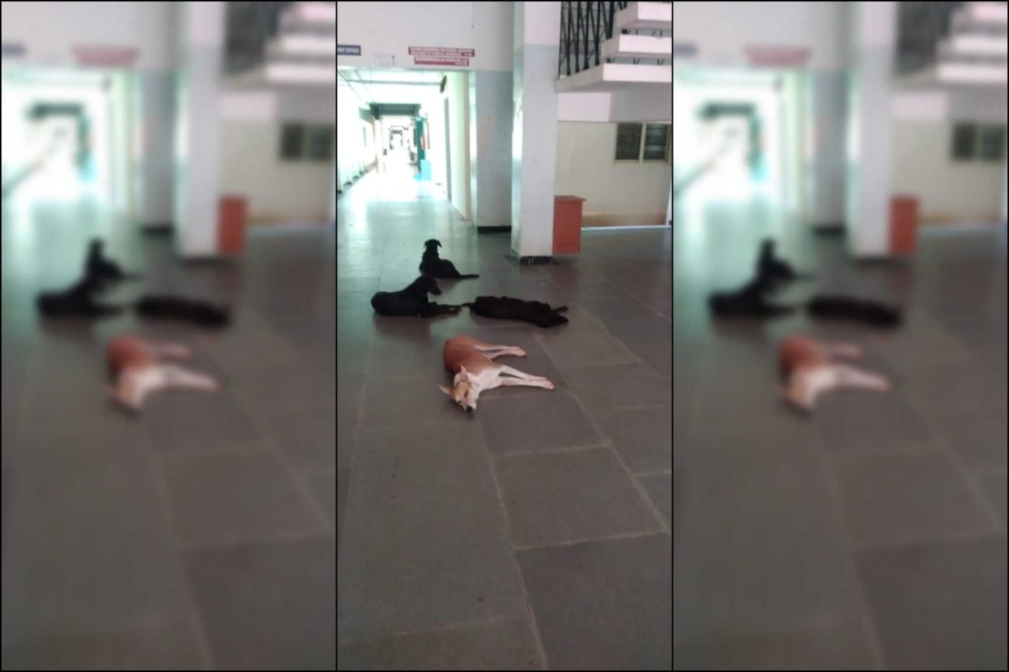 Dogs of Guindy: Unnatural Predators in a Novel Urban Ecosystem – The ...