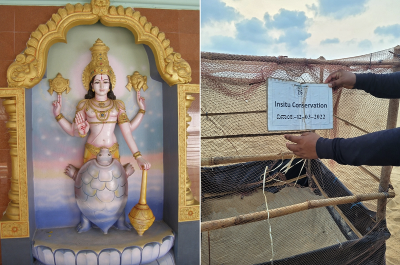 The Honnavar Port Has a Request: Could the Olive Ridley Turtles Step ...