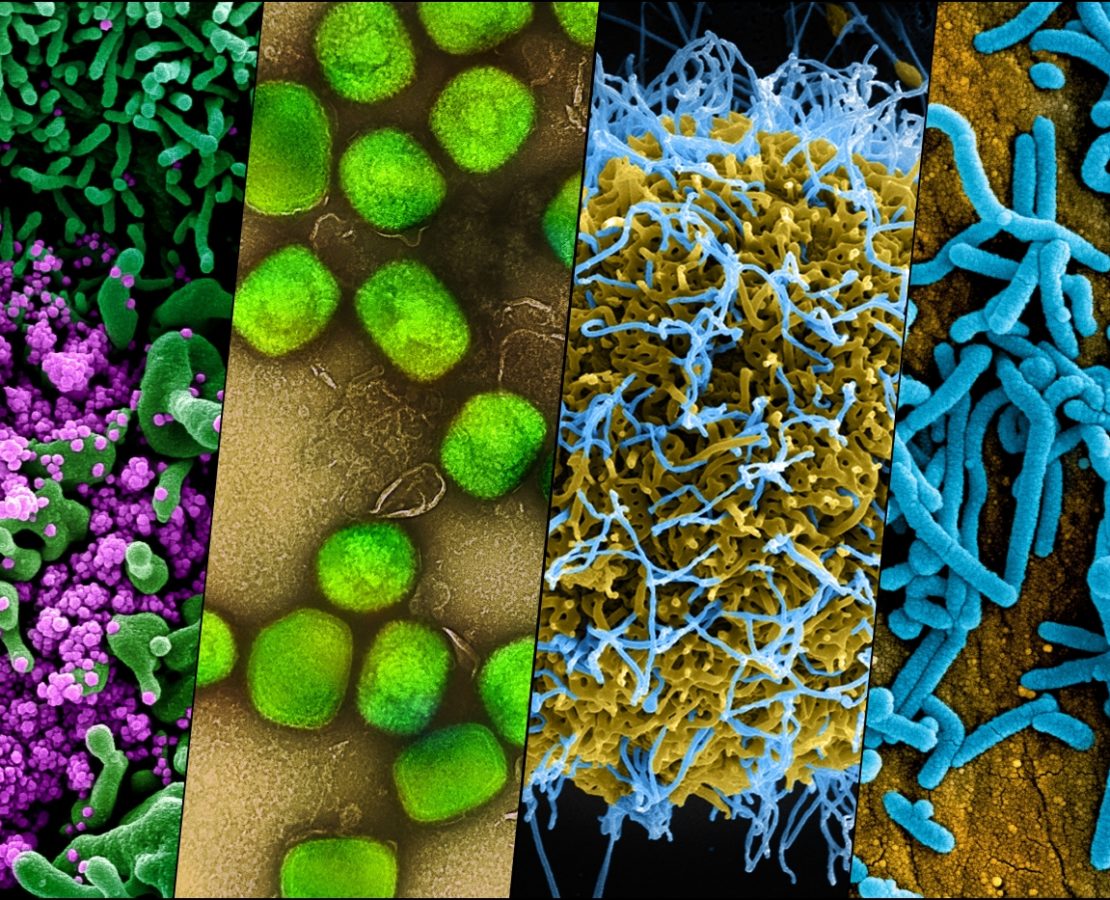 Latest news – The Wire Science