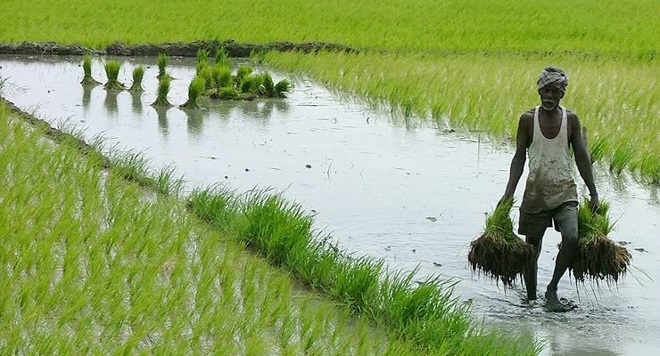 How Telangana Can End Its Overreliance on Paddy and Cotton Crops