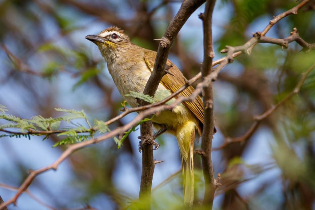 Bulbuls, Really, Are Cool Birds!