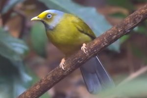 Bulbuls, Really, Are Cool Birds! | GreenStories