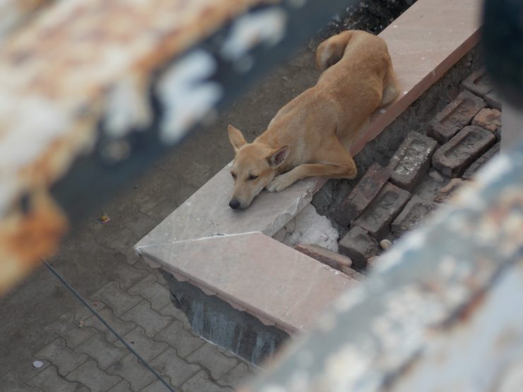 Opinion: What Explains India’s Privileged Treatment of Street Dogs ...
