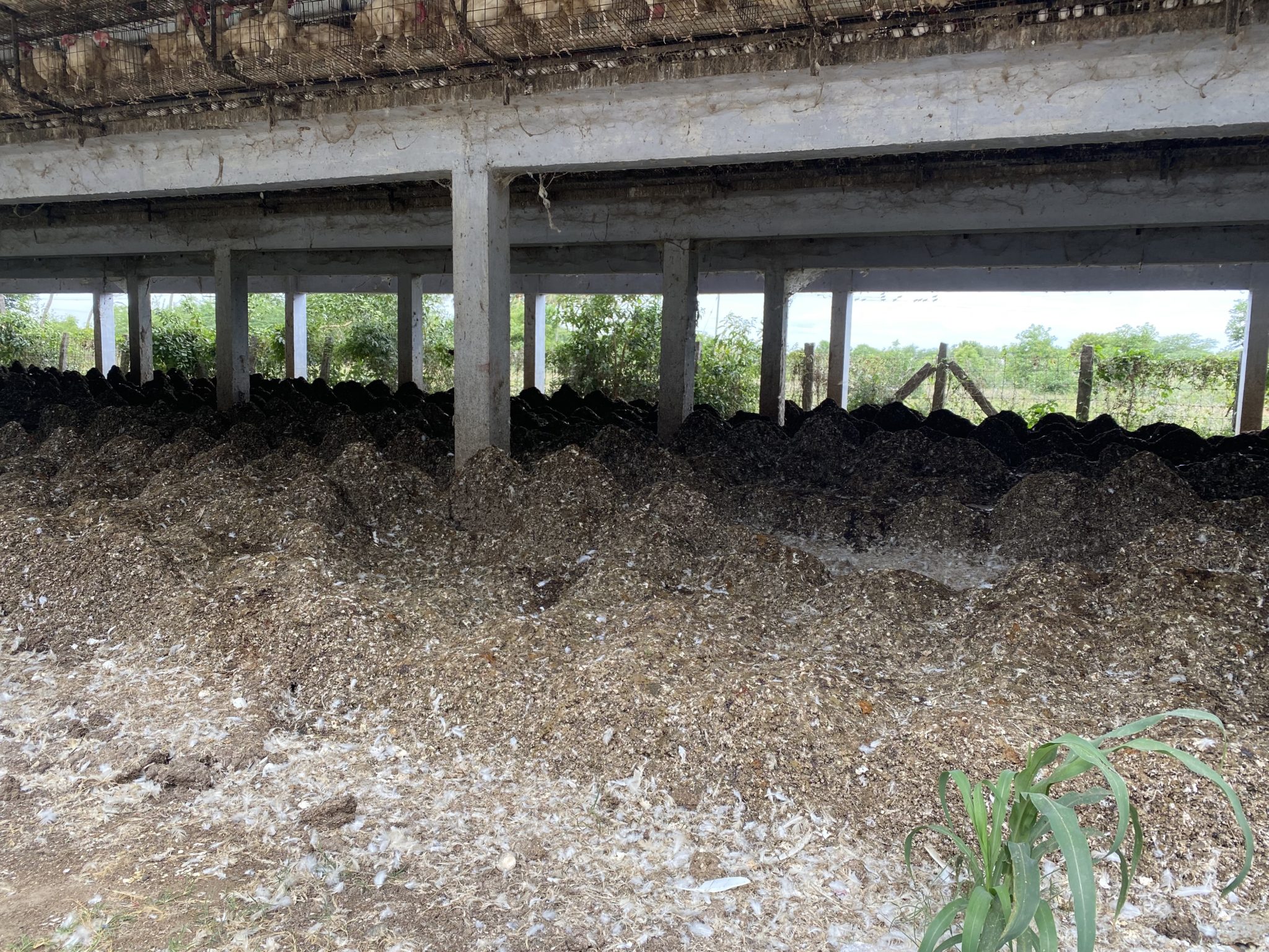 The Hidden Ravages of Tamil Nadu’s Poultry Boom – The Wire Science