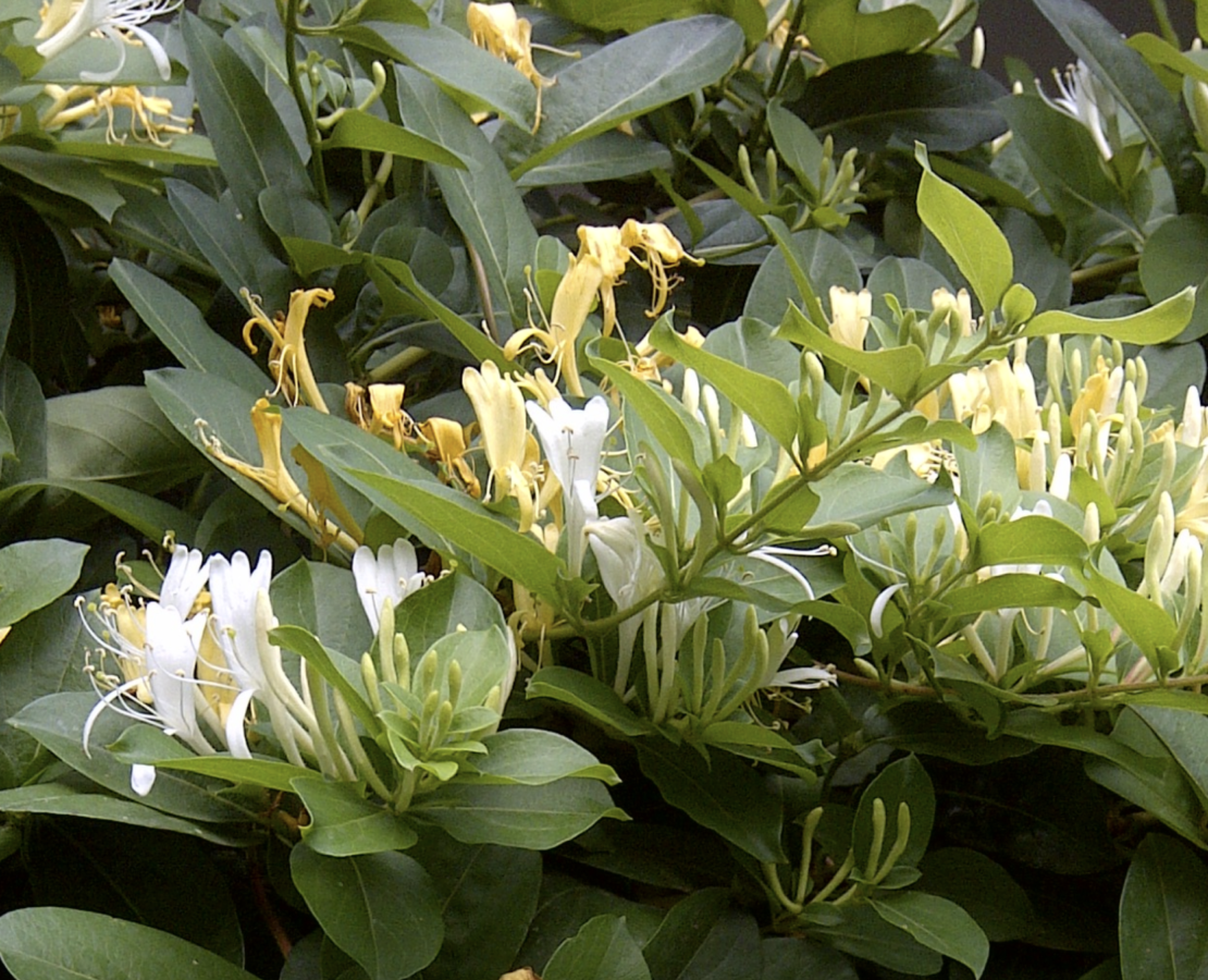 Asher Elbein – The Wire Science