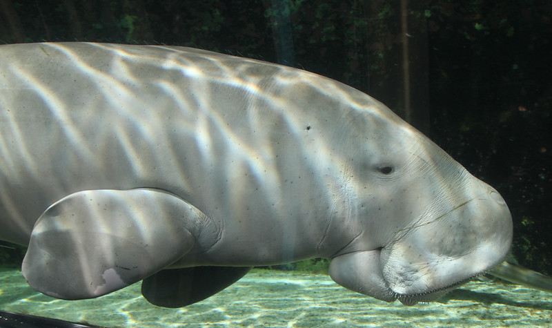 Tamil Nadu Notifies India's First Dugong Reserve: Here's Why It's a ...