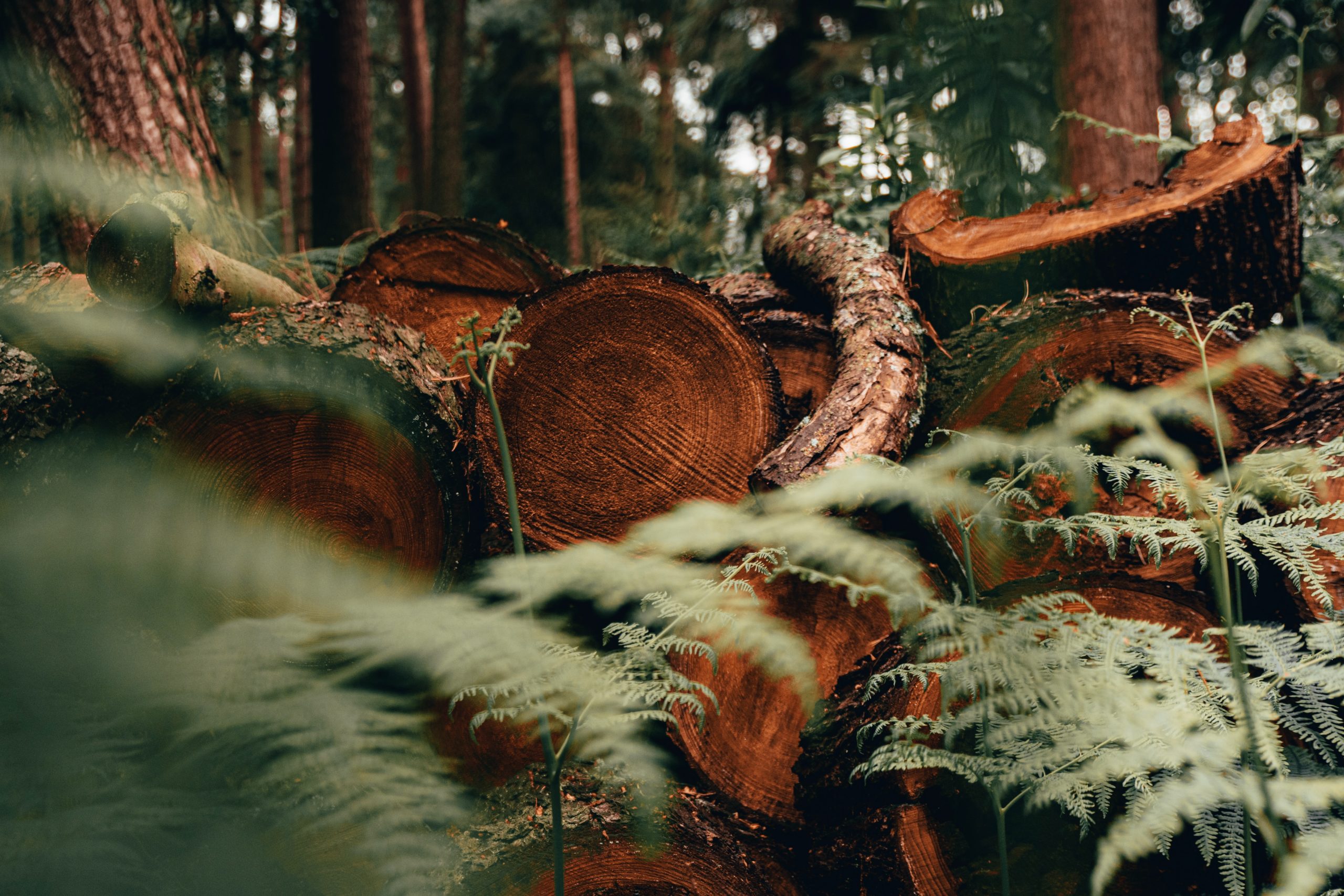 Book Review: The Inescapable Legacy of Colonial Environmental Policies ...