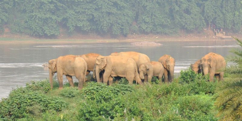On Average, More Than 80 Elephants Die in Odisha Every Year: RTI Reply