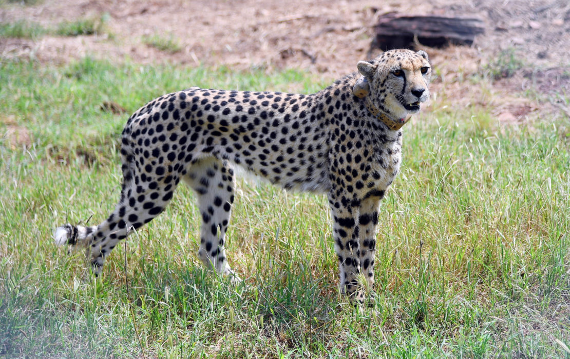 Has India’s Reintroduction of Cheetahs Been a Success? – The Wire Science