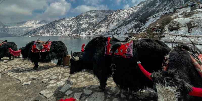 FSSAI Approves Yak As 'Food Animal'