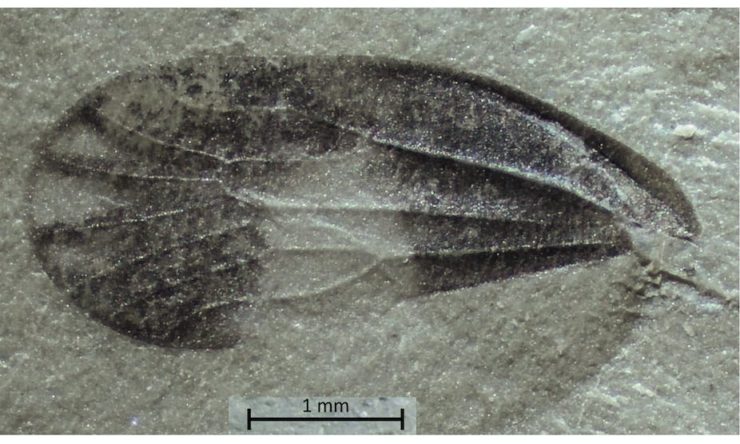 New Fossils Offer a Glimpse Into a Thriving Ecosystem 266 Million Years ...