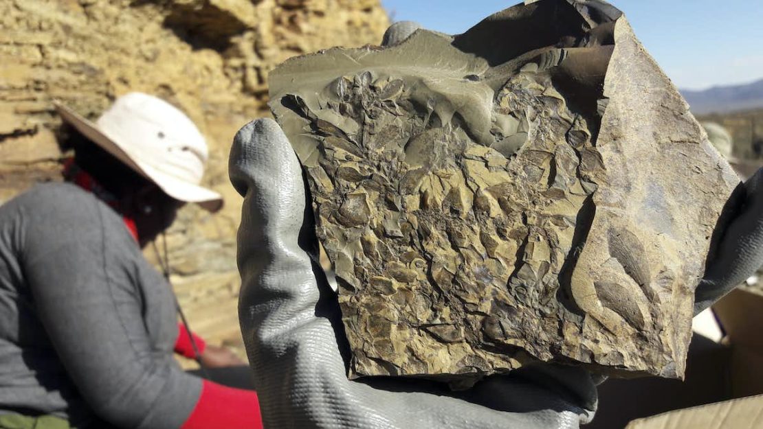 New Fossils Offer a Glimpse Into a Thriving Ecosystem 266 Million Years ...