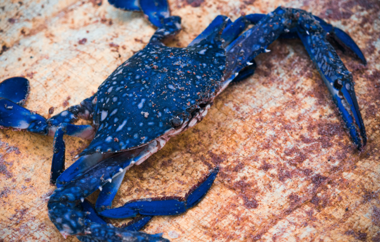 Crabs Have Evolved Five Times. But Why Do They Keep Appearing in the ...