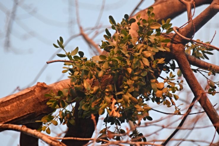 Mistletoes in a Warming World – The Wire Science