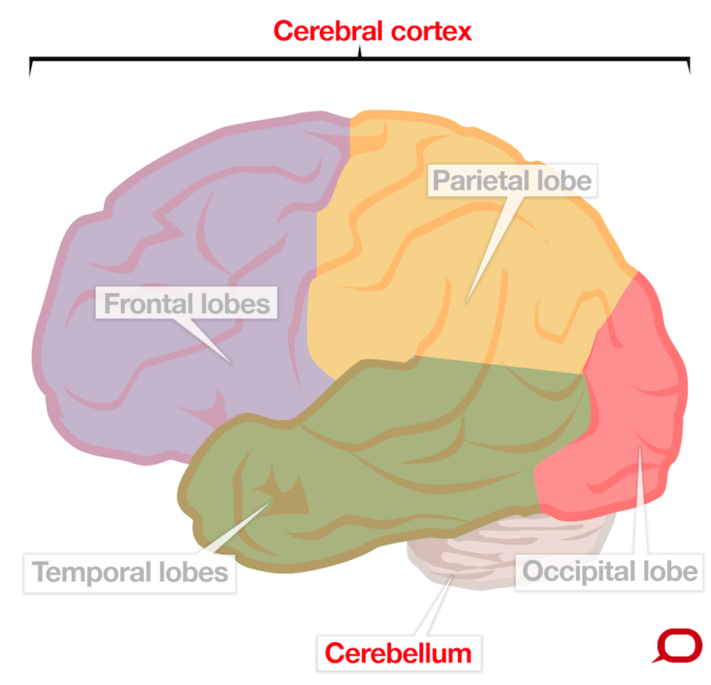 It Is Not Just Size That Separates the Human Brain From Other Living ...