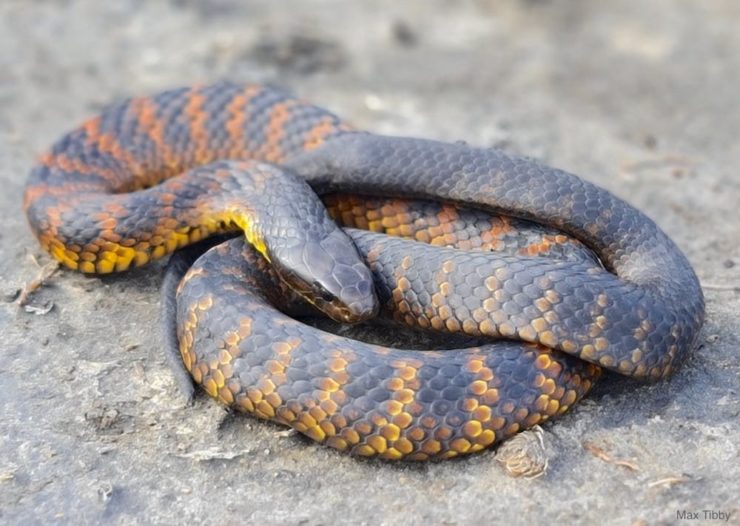 Snakes on a Tiny Australian Island Show That Evolution Is Not Always ...