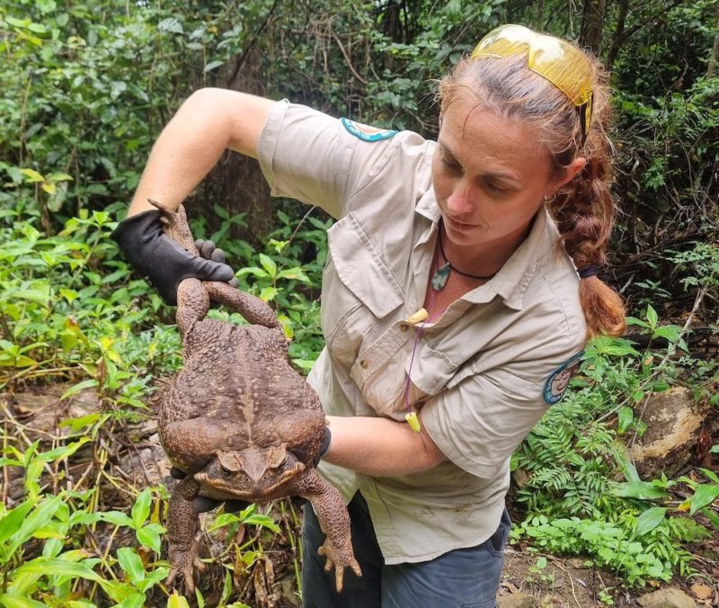 Is ‘Toadzilla’ a Sign of Enormous Cane Toads To Come? – The Wire Science