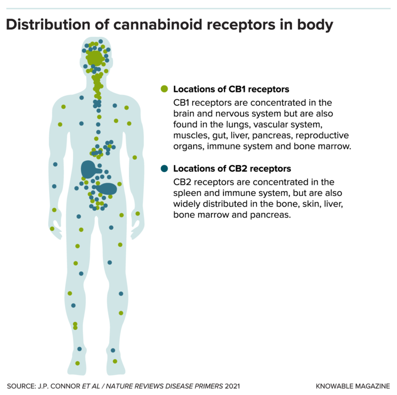 Scientific Highs and Lows of Cannabinoids – The Wire Science