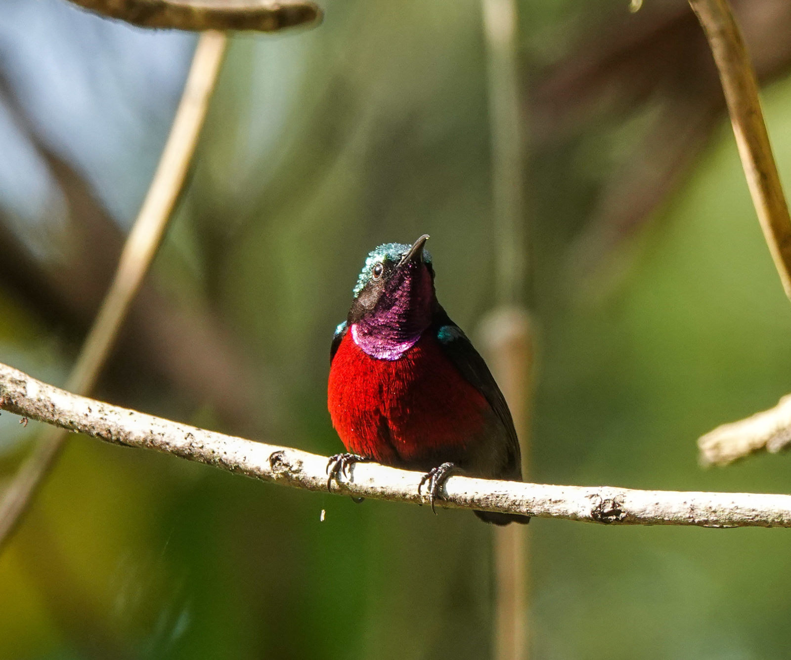 India’s Citizen Scientists Rake in Bird Sightings, Second Only to US ...