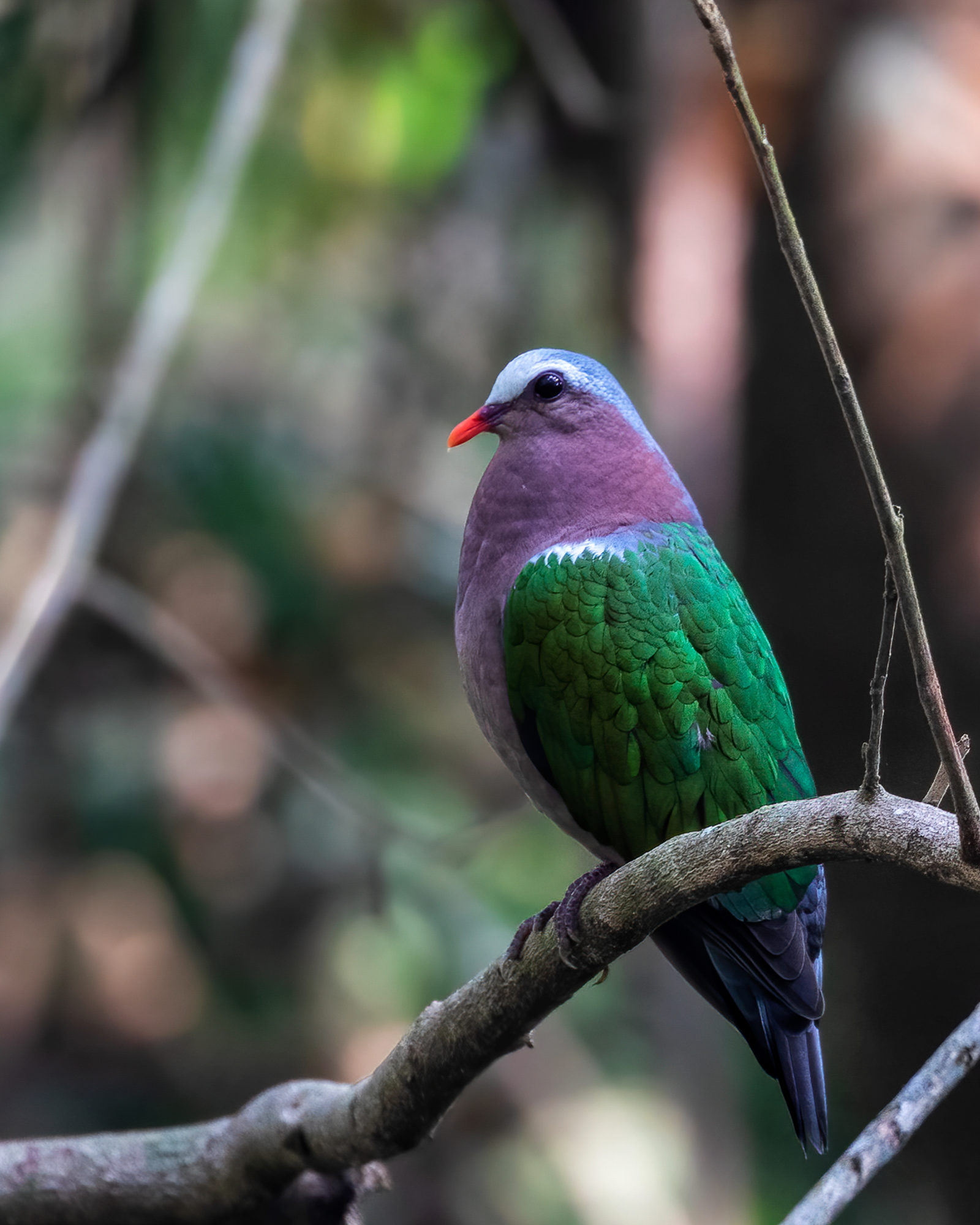 India’s Citizen Scientists Rake in Bird Sightings, Second Only to US ...