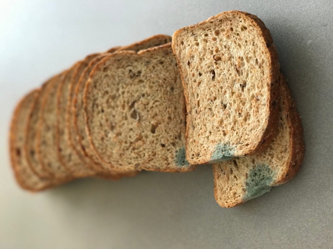 No Zombie Apocalypse, but Fungi in Flour Can Make People Sick – The ...