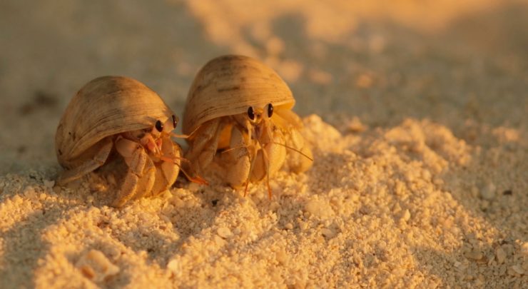 Animal Personalities Can Trip up Science, but There’s a Solution – The ...