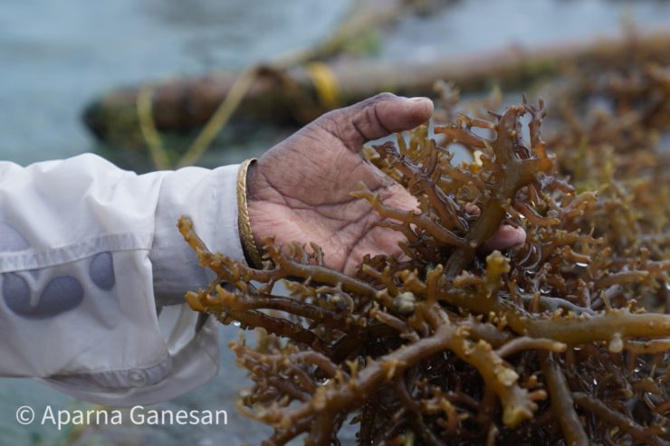 The Rise and Fall of a Commercial Seaweed – and a Community’s Fortunes ...