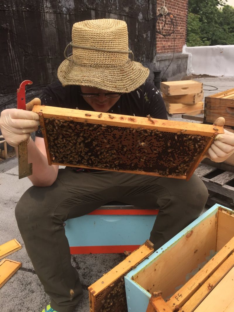 Unique Study of Urban Beehives Reveals the Secrets of Several Cities ...