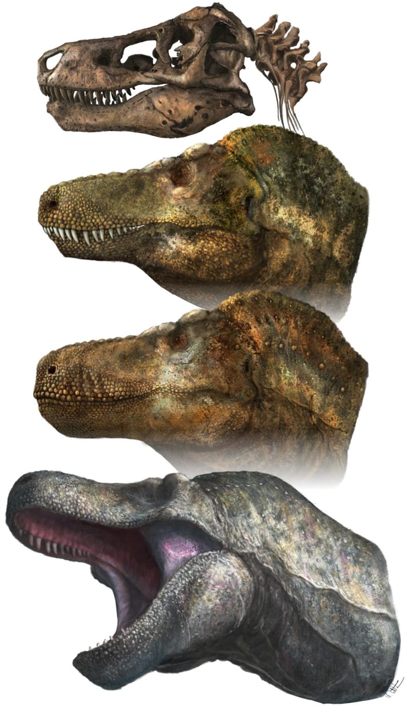 New Research Shows Tyrannosaurus Rex’s Enormous Teeth Were Covered With ...