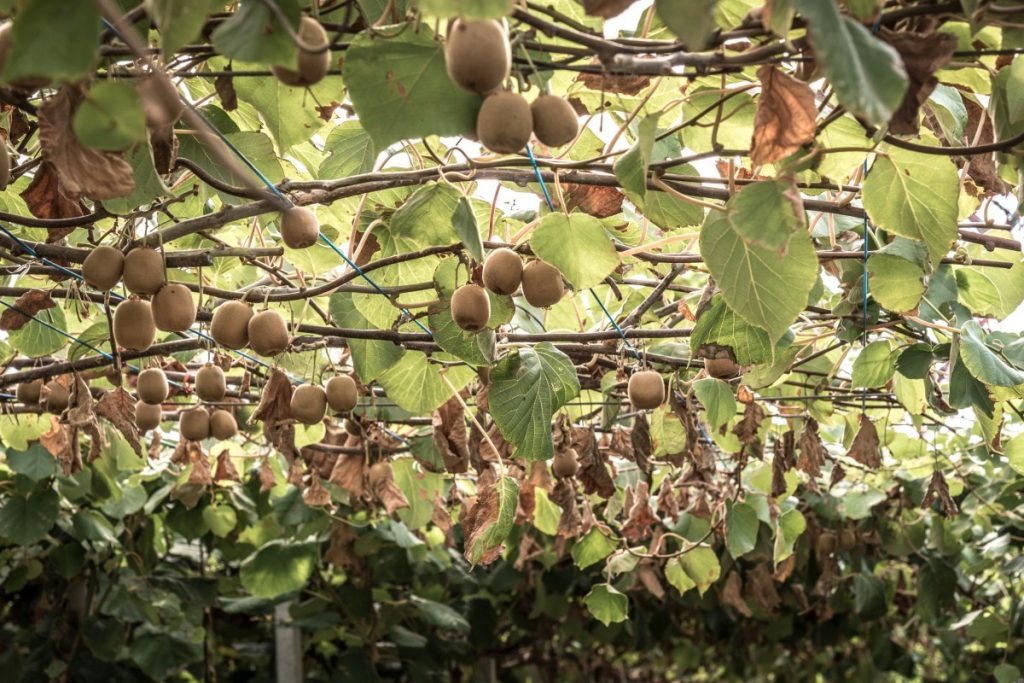 Behind the Sweetness of Italy's Kiwi Fruit Lie the Trafficking and ...