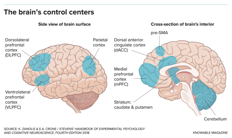 Teens Can Have Excellent Executive Function — Just Not All the Time – The Wire Science