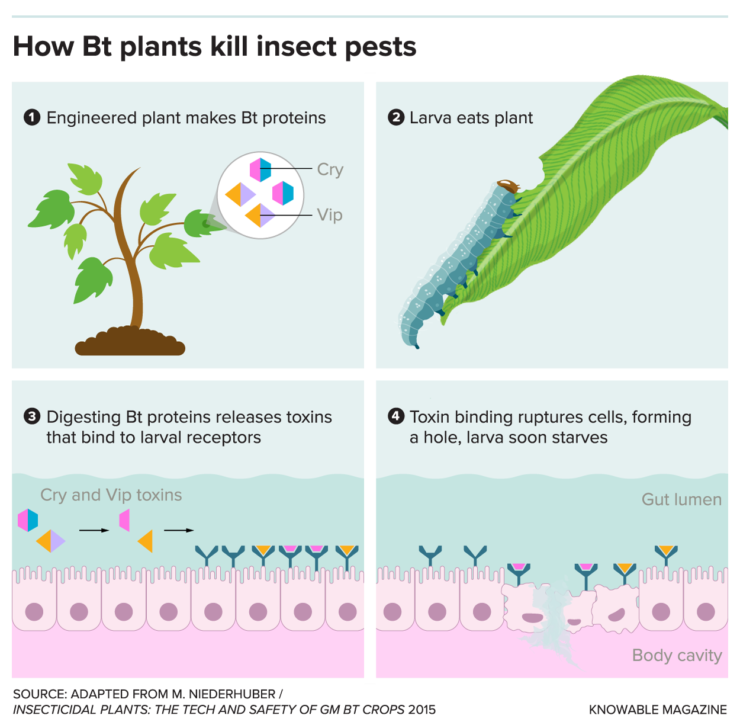 The Ever-Tenuous Success of Plants Engineered To Kill Insect Foes – The ...