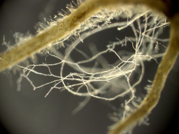 The Role of Fungi and Their ‘Necromass’ in Absorbing Carbon Emissions ...