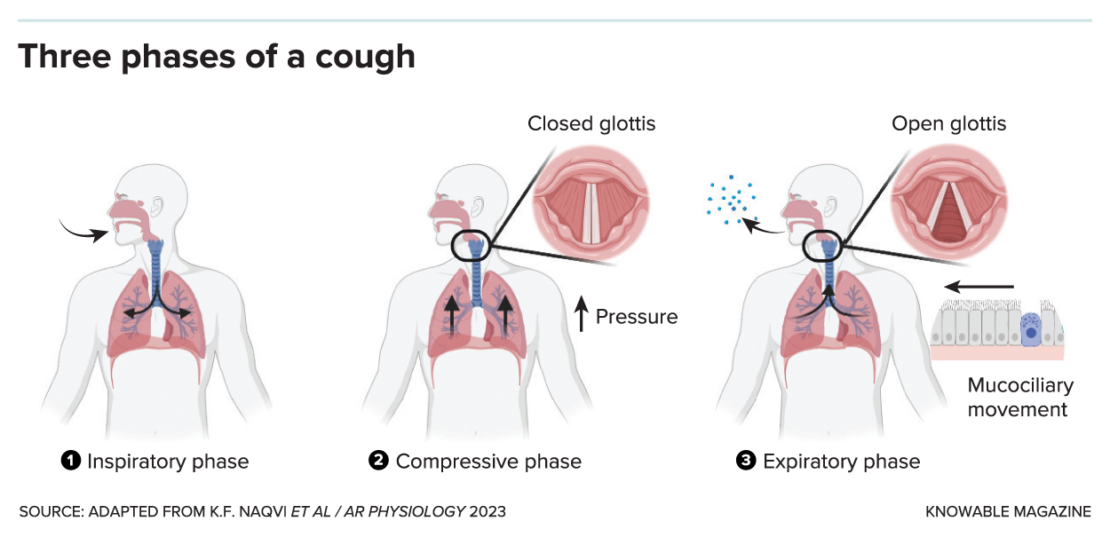 New Views of a Cough: From TB and Chronic Cough To Hope for Parkinson’s ...