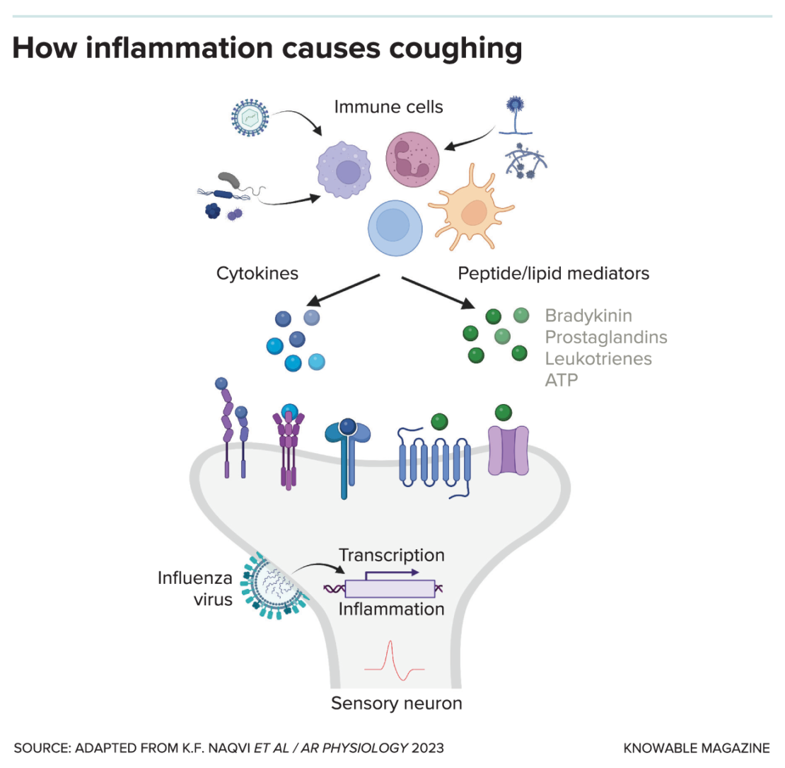 New Views of a Cough: From TB and Chronic Cough To Hope for Parkinson’s ...