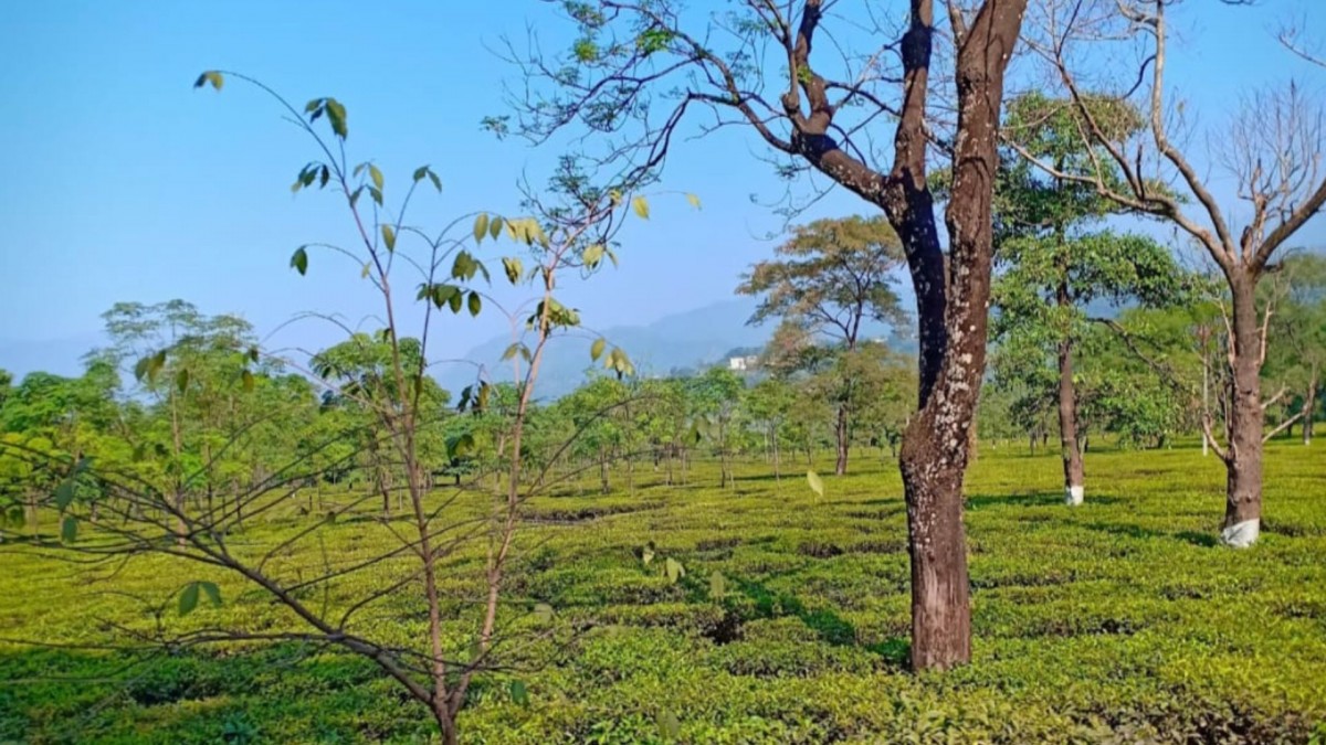 Why There's No One Left to Vote in North Bengal's Tea Gardens