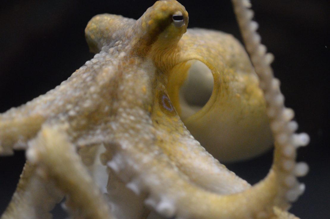 How the Octopus Evolved To Taste by Touch – The Wire Science
