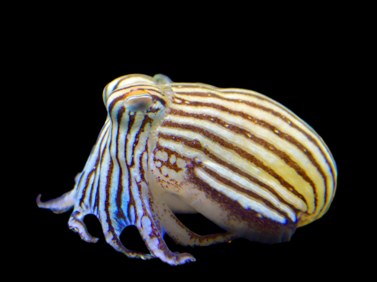 How the Octopus Evolved To Taste by Touch – The Wire Science