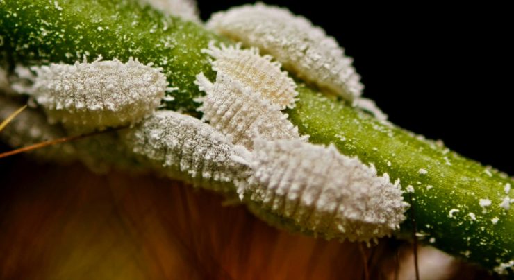 What Makes Mealybugs Such Effective Agricultural Pests? – The Wire Science