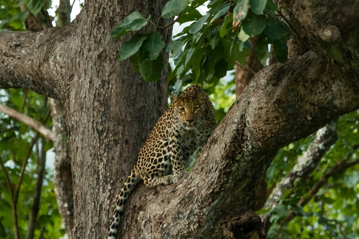 How Jim Corbett Set Out to Hunt for the Man-Eating Leopard of Rudraprayag