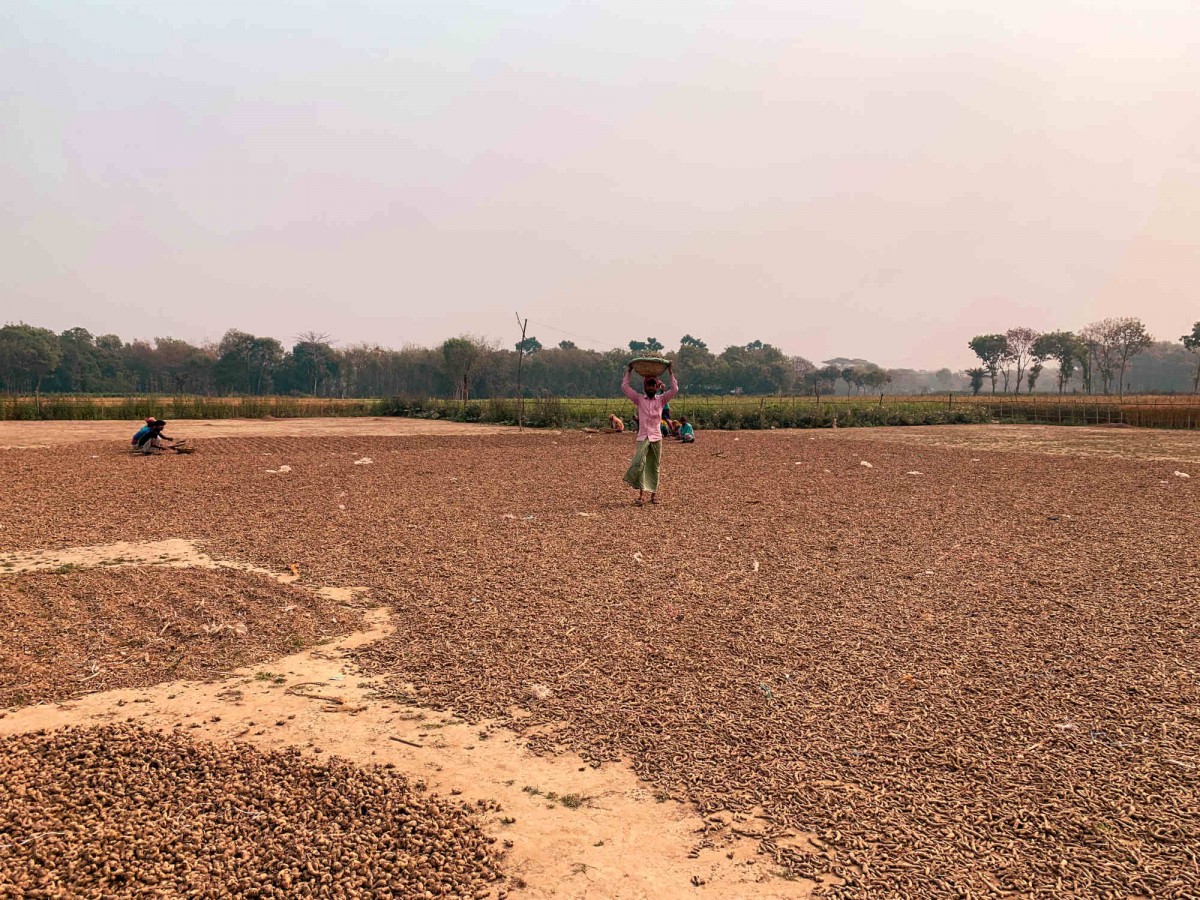 The Vice of Spice: Confronting Lead-Tainted Turmeric