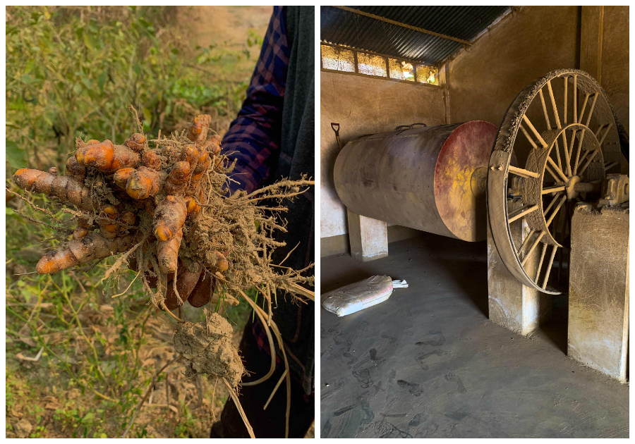 The Vice of Spice: Confronting Lead-Tainted Turmeric