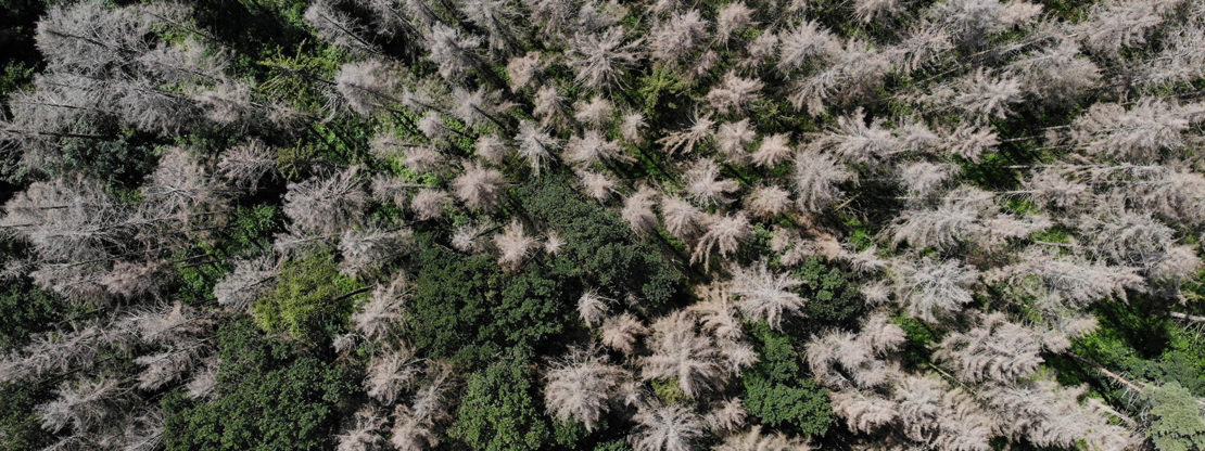 Dead Trees Around the World Are Shocking Scientists – The Wire Science