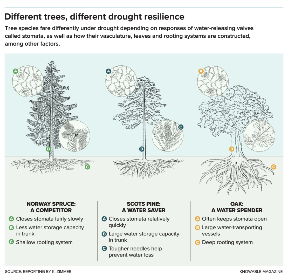 Dead Trees Around the World Are Shocking Scientists – The Wire Science