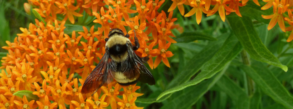 The Underappreciated Benefits of Wild Bees – The Wire Science